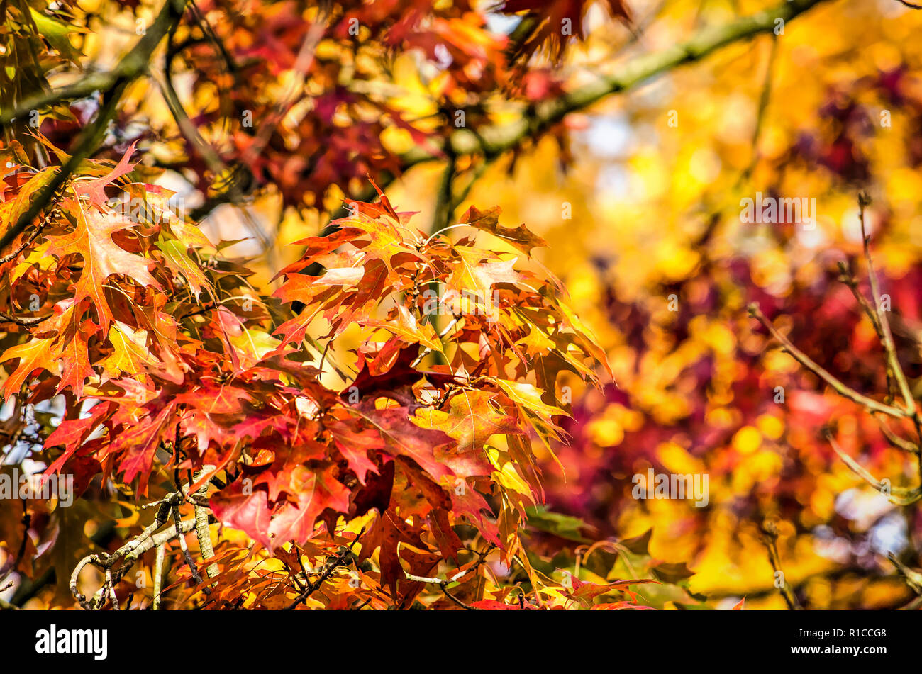 Colorful image of the foliage of an oak tree in autumn in vibrant ...