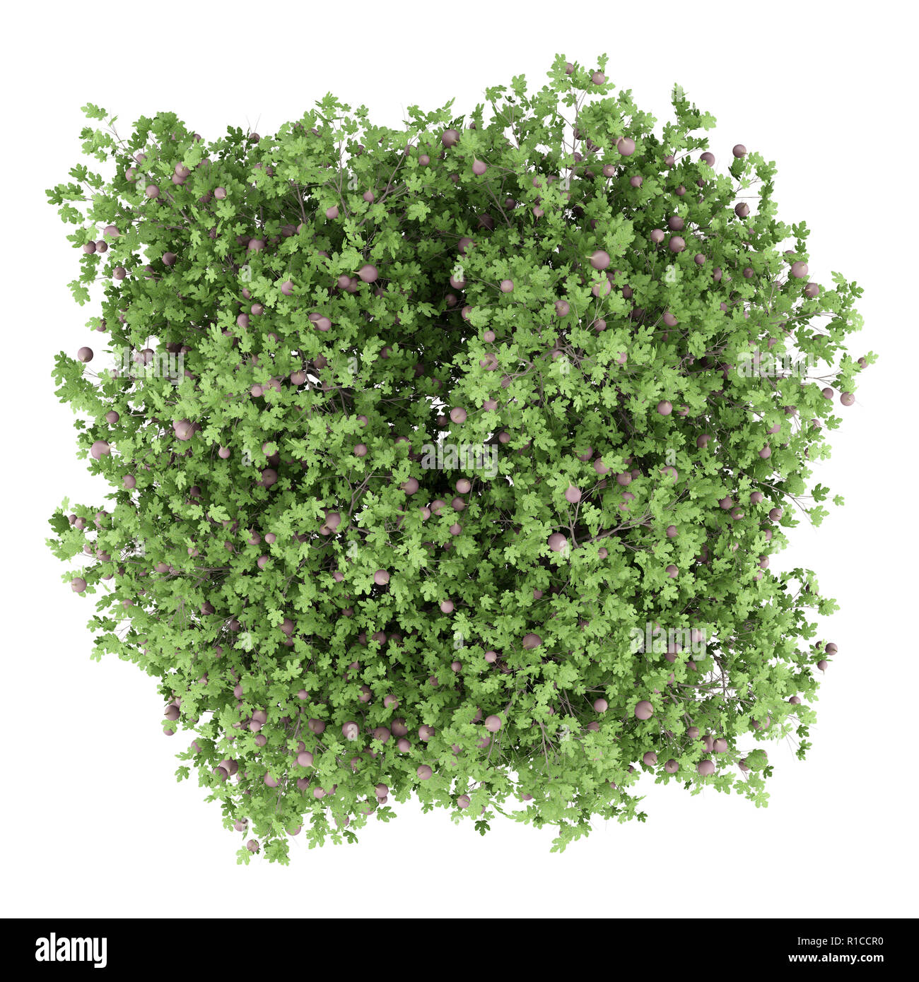 common fig tree with figs isolated on white background. top view. 3d ...