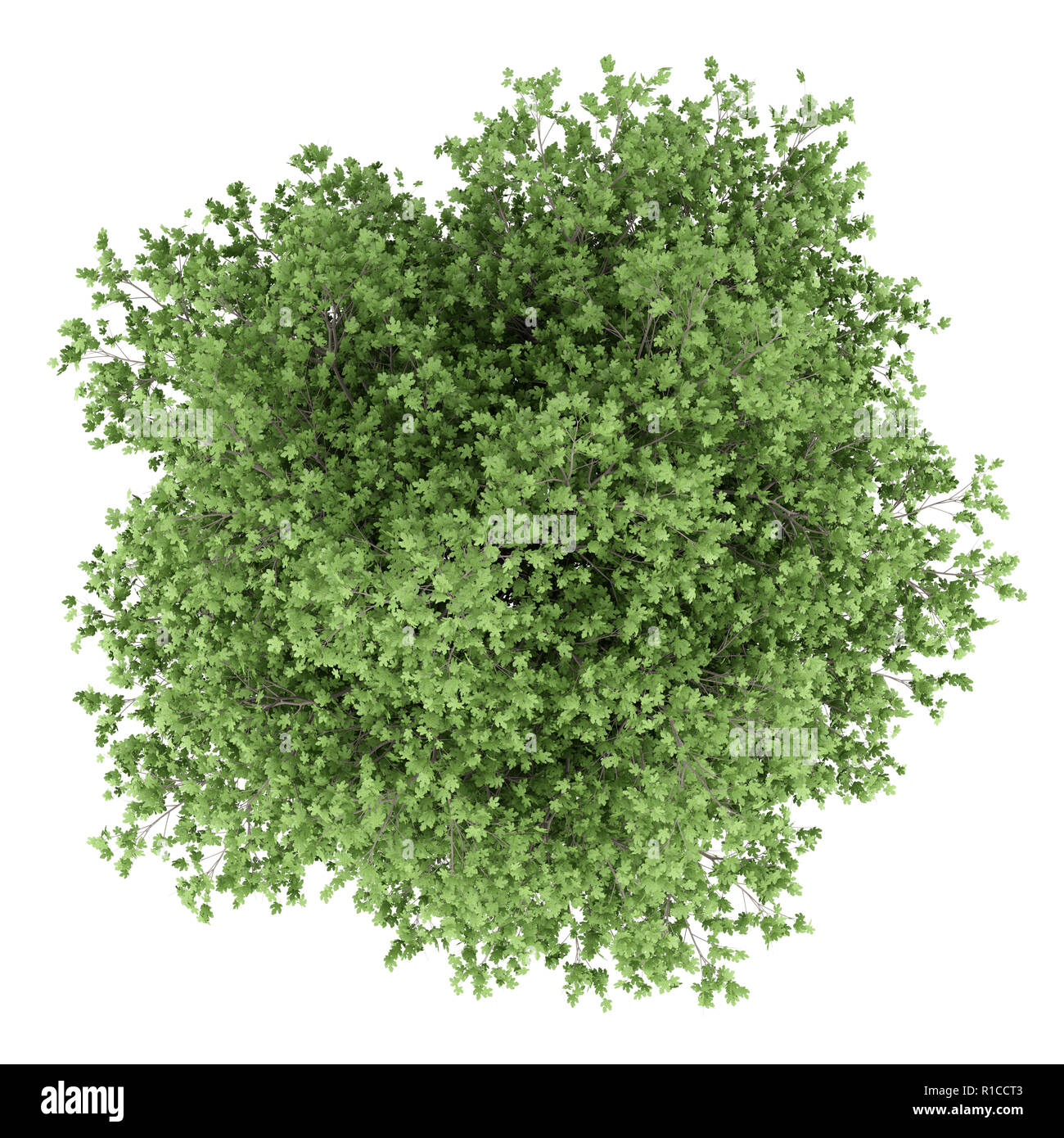 common fig tree isolated on white background. top view. 3d illustration ...