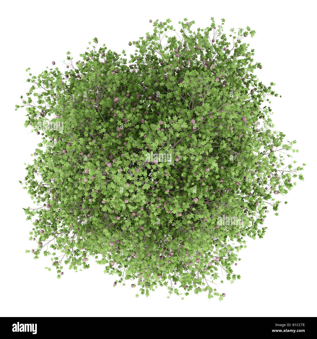 common fig tree with figs isolated on white background. top view. 3d ...