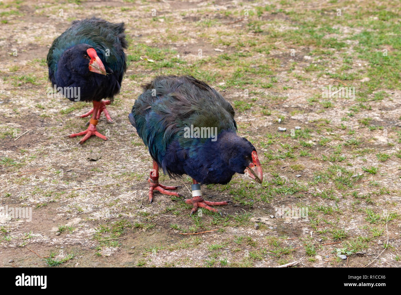 South Island Takahē (Porphyrio hochstetteri) rail. Takahe is a native ...