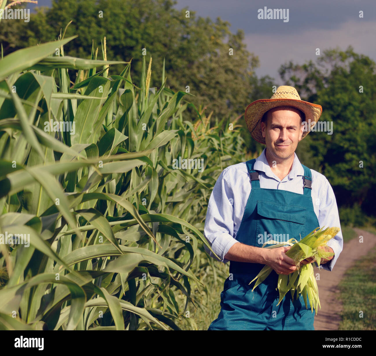Middle age Farmer inspecting maize at field Stock Photo - Alamy