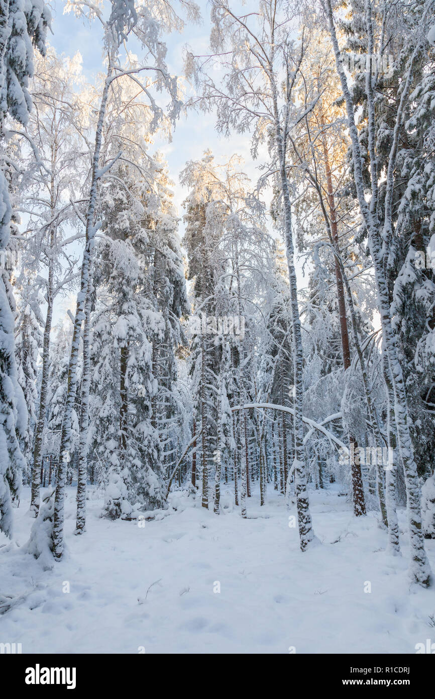 Glade in the winter forest with snow Stock Photo - Alamy