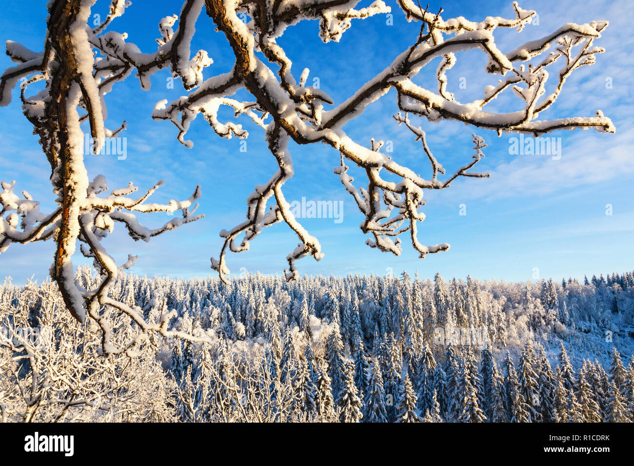 Wintery taiga forest hi-res stock photography and images - Alamy