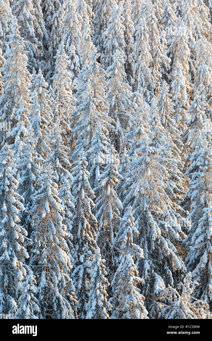 Snowy spruce treetops hi-res stock photography and images - Alamy