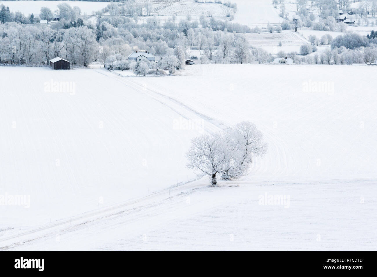 Road Intersection with trees in the field Stock Photo - Alamy