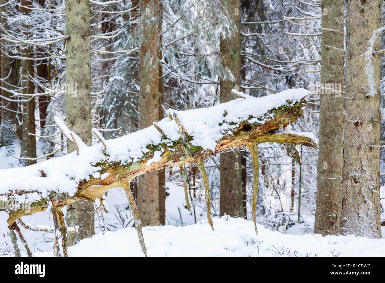 Dead coniferous trees in snow hi-res stock photography and images - Alamy