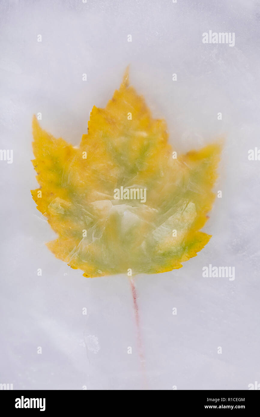 Frozen green leaf hi-res stock photography and images - Alamy