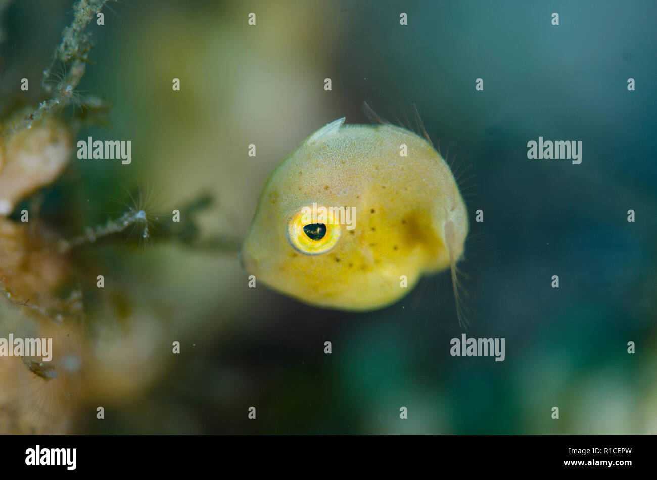 Juvenile Puffer Filefish, Brachaluteres taylori, Batu Sandar dive site ...
