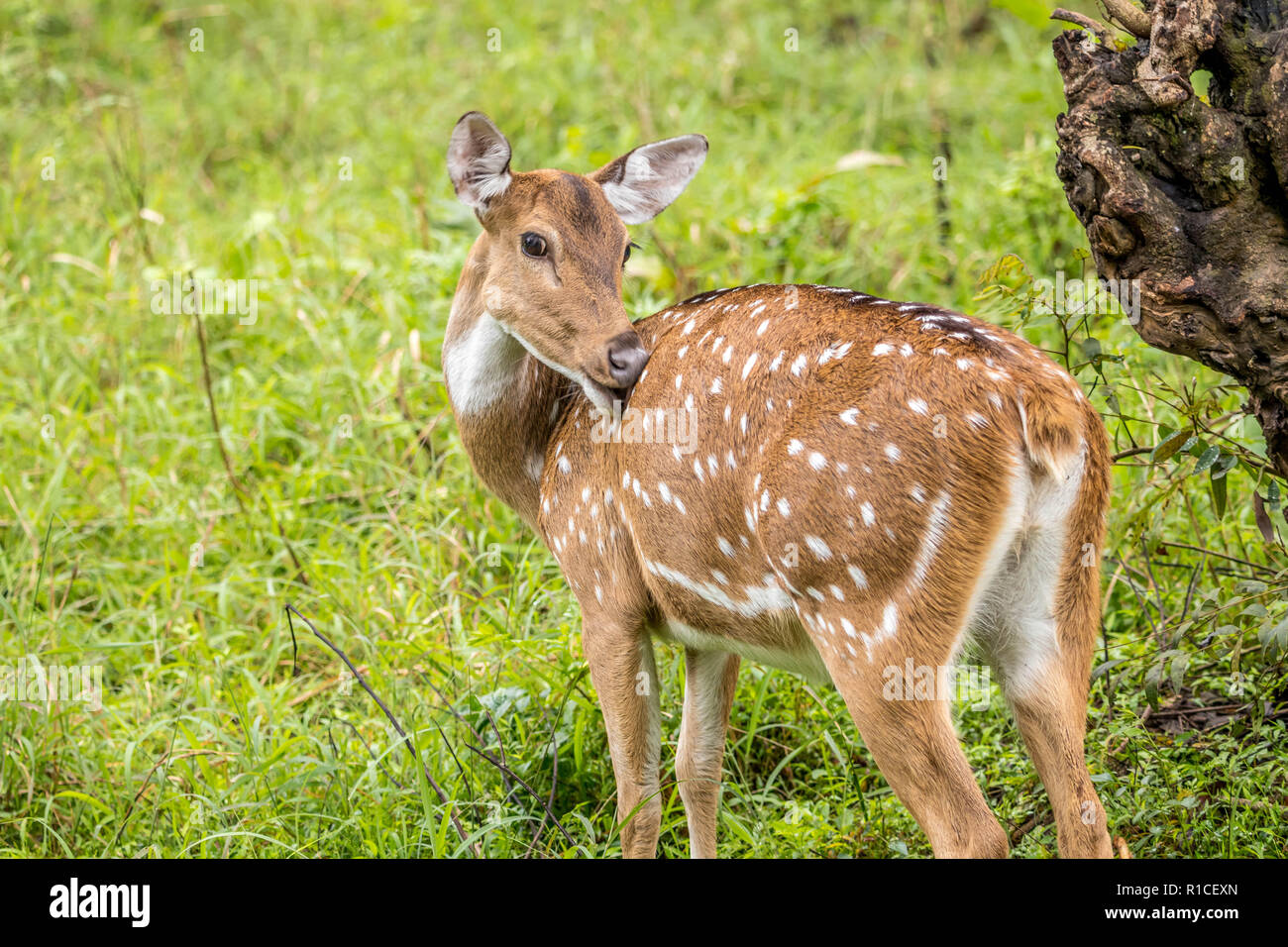 spotted deer staring and smelling Stock Photo - Alamy