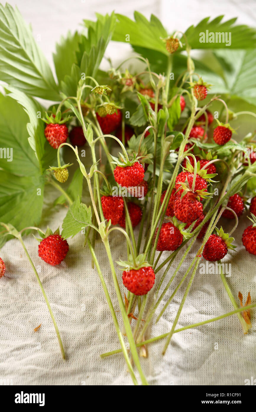 Bunch of forest strawberry Stock Photo - Alamy