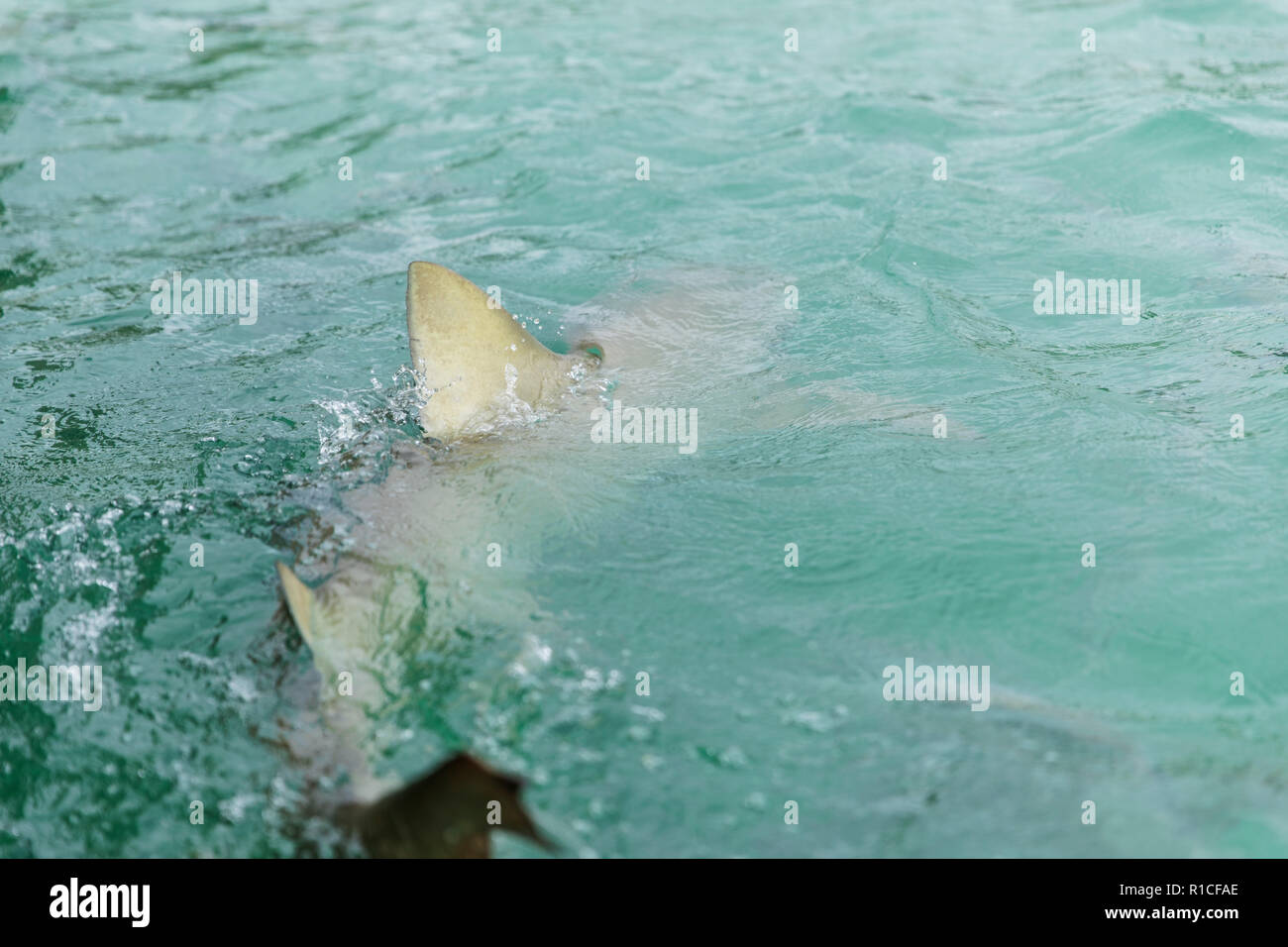 Lemon Shark Swimming Stock Photo - Alamy