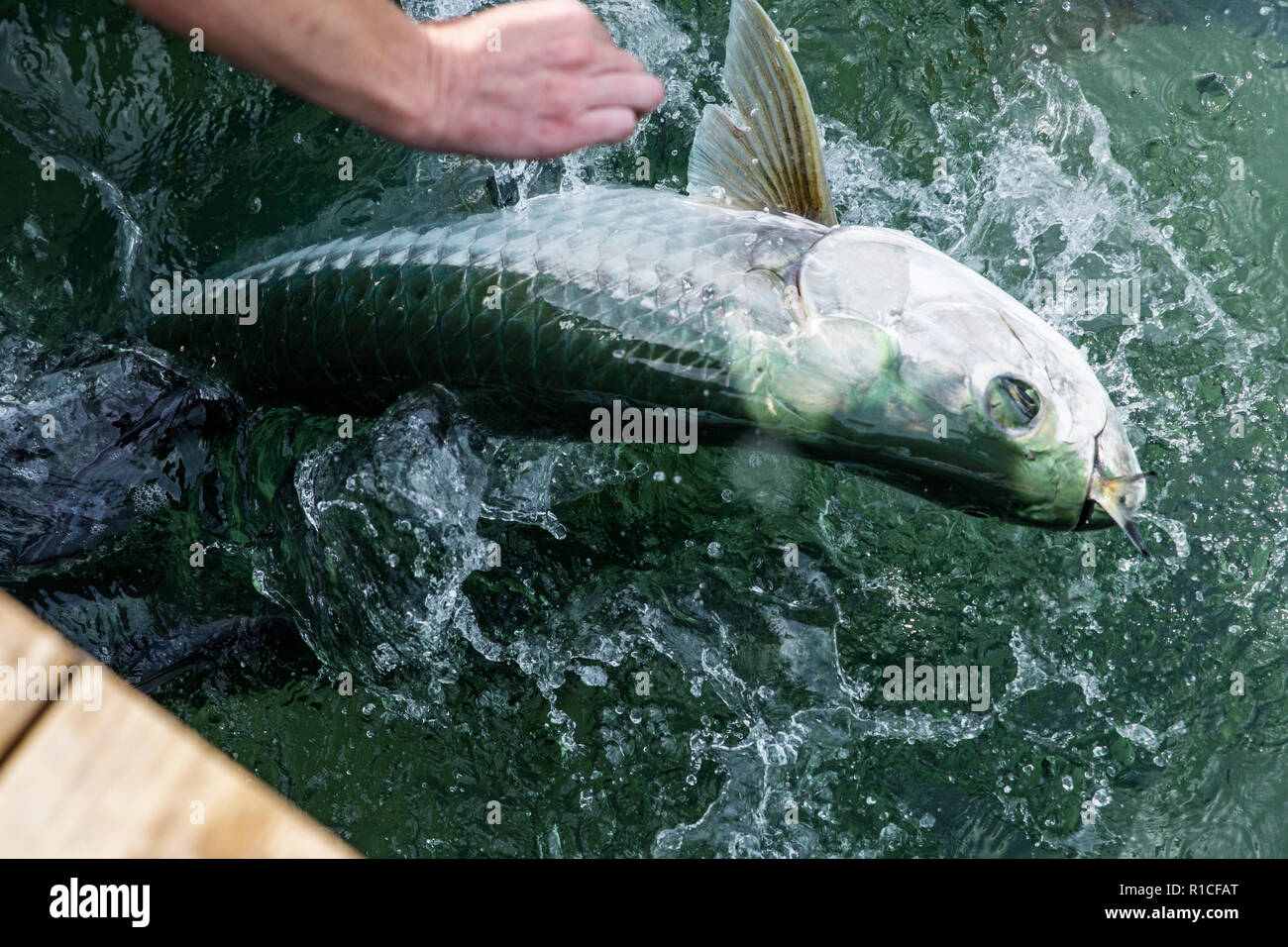Feeding Big Tarpon Stock Photo - Alamy