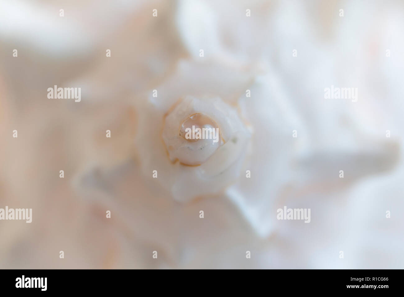 Close up shell spiral detail hi-res stock photography and images - Alamy