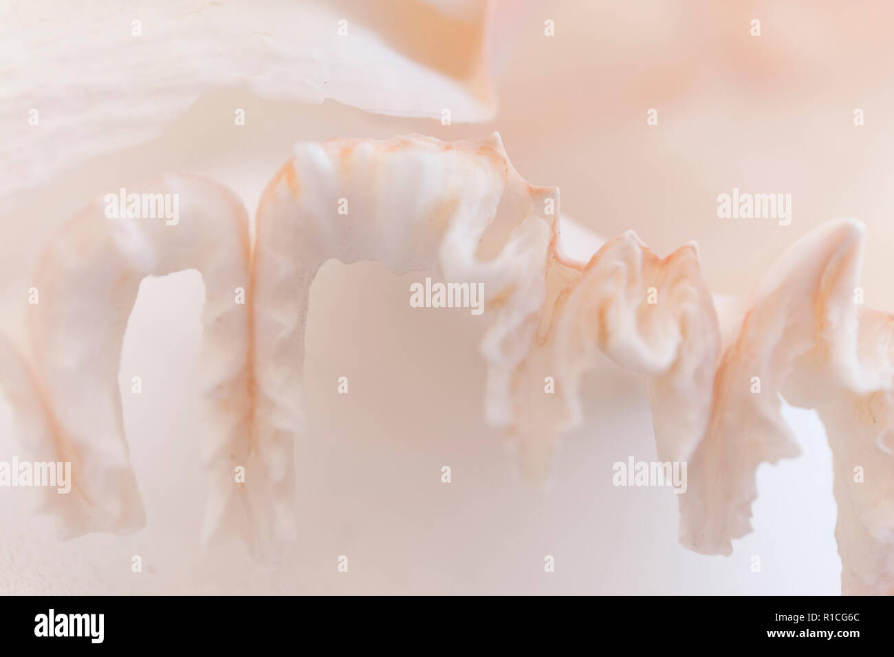 Macro seashell. Blur close up shell background Stock Photo - Alamy