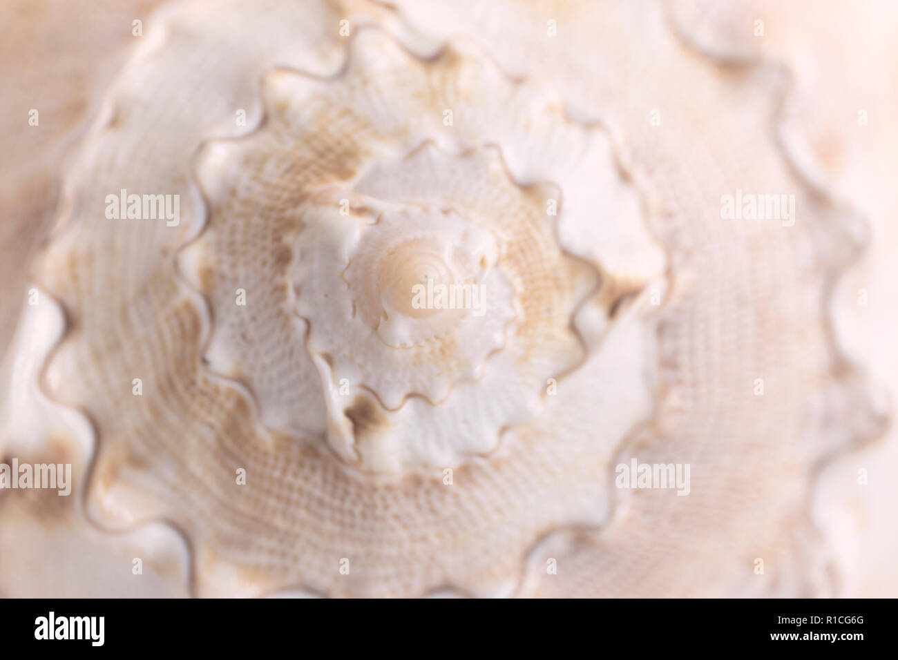 Spiral macro seashell. Blur close up shell background Stock Photo - Alamy
