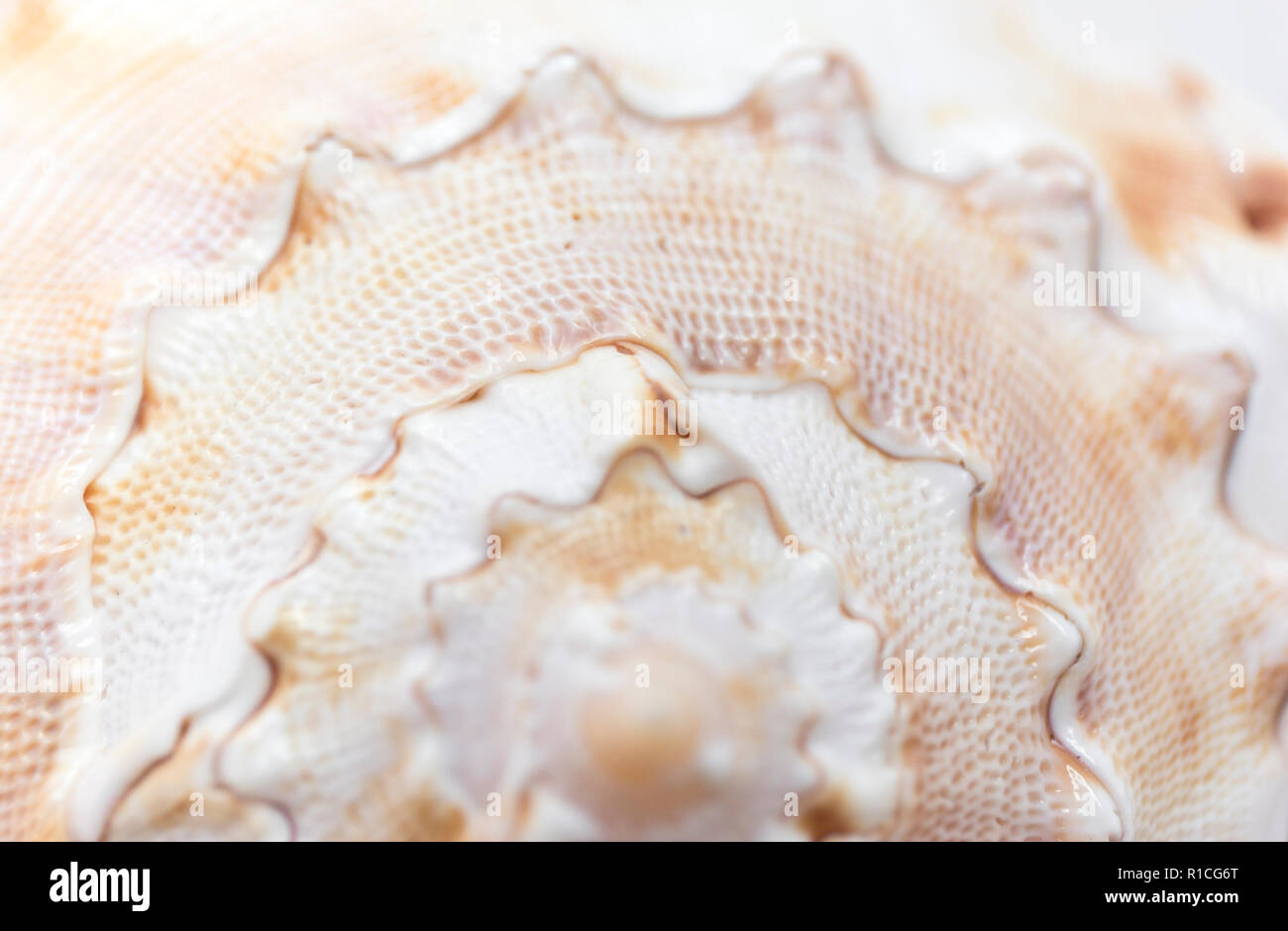 Macro seashell. Blur close up shell background Stock Photo - Alamy