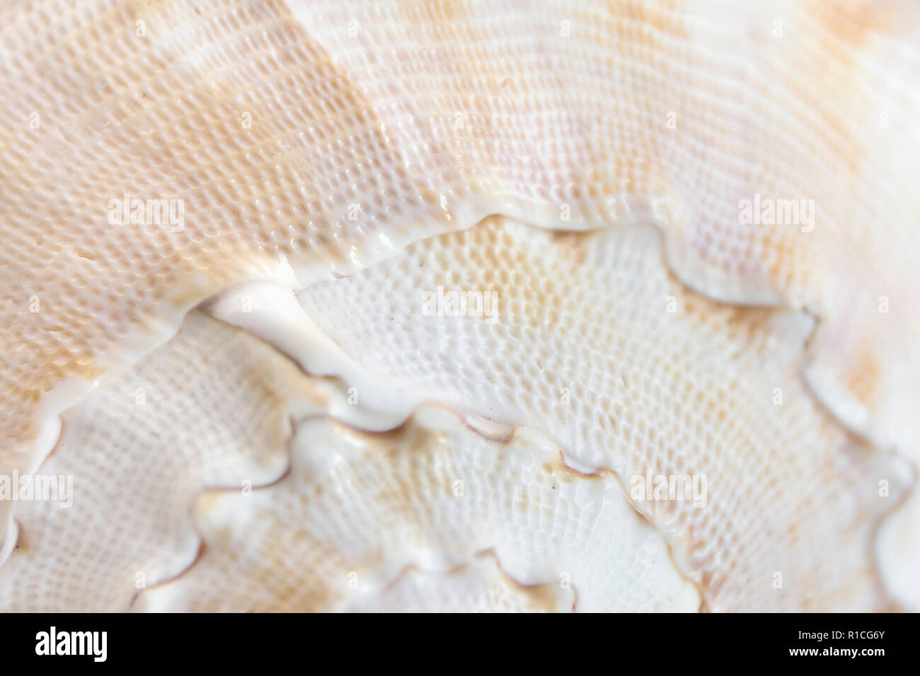 Macro seashell. Blur close up shell background Stock Photo - Alamy