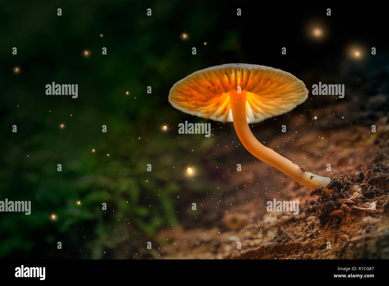 Glowing mushrooms hi-res stock photography and images - Alamy