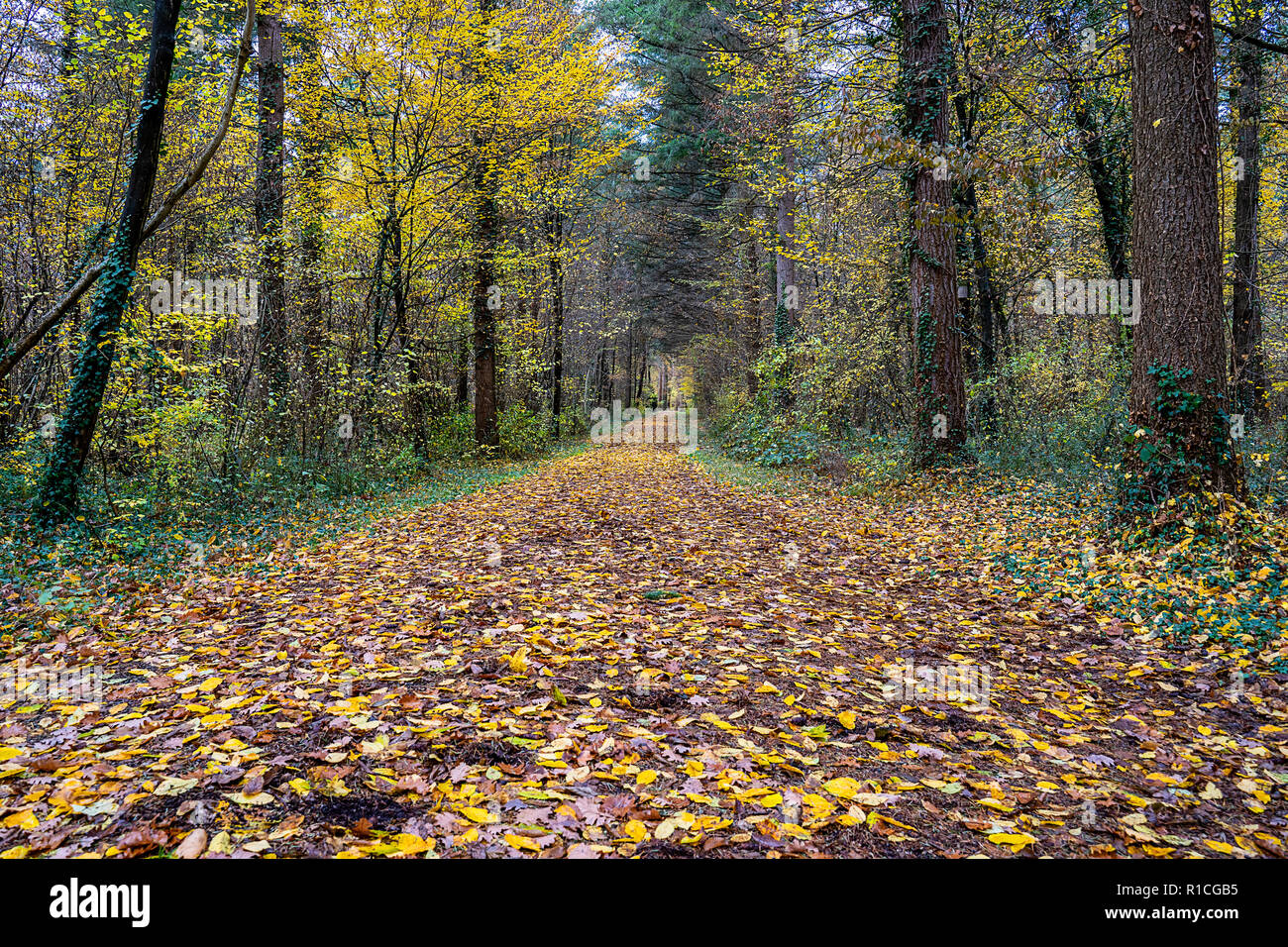Direct path in the middle of the forest Stock Photo - Alamy