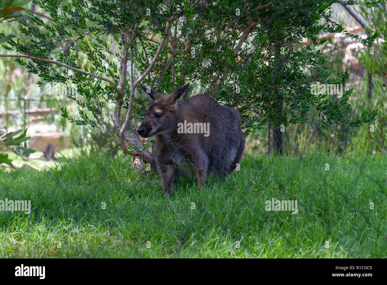 A wallaby in the Walkabout Australia section of the San Diego Zoo ...