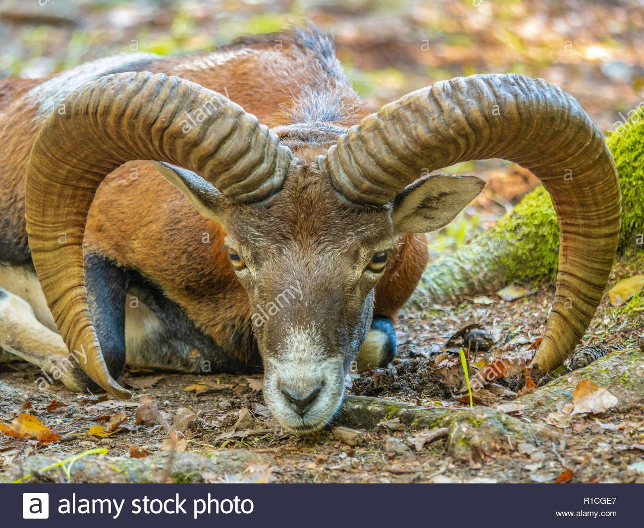 Sheep Hooves Stock Photos & Sheep Hooves Stock Images - Alamy