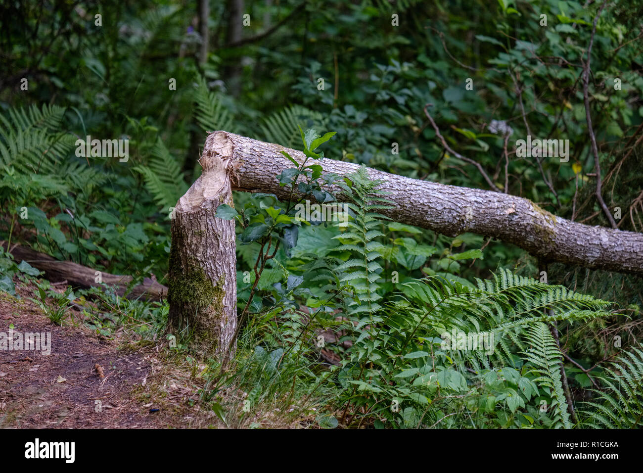 dry wood. tree trunk stomp textured pattern abstract texture of fallen ...