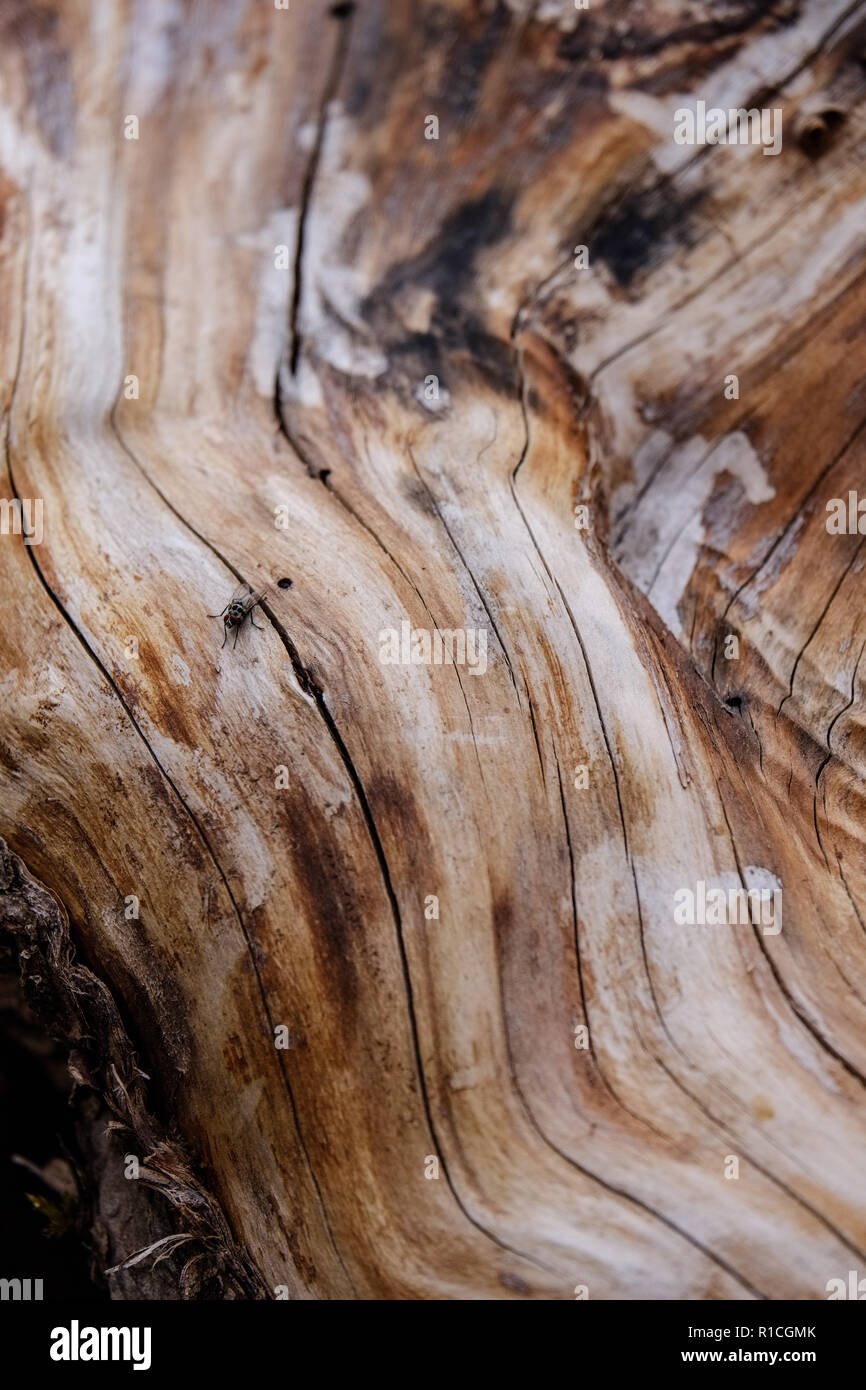 dry wood. tree trunk stomp textured pattern abstract texture of fallen ...