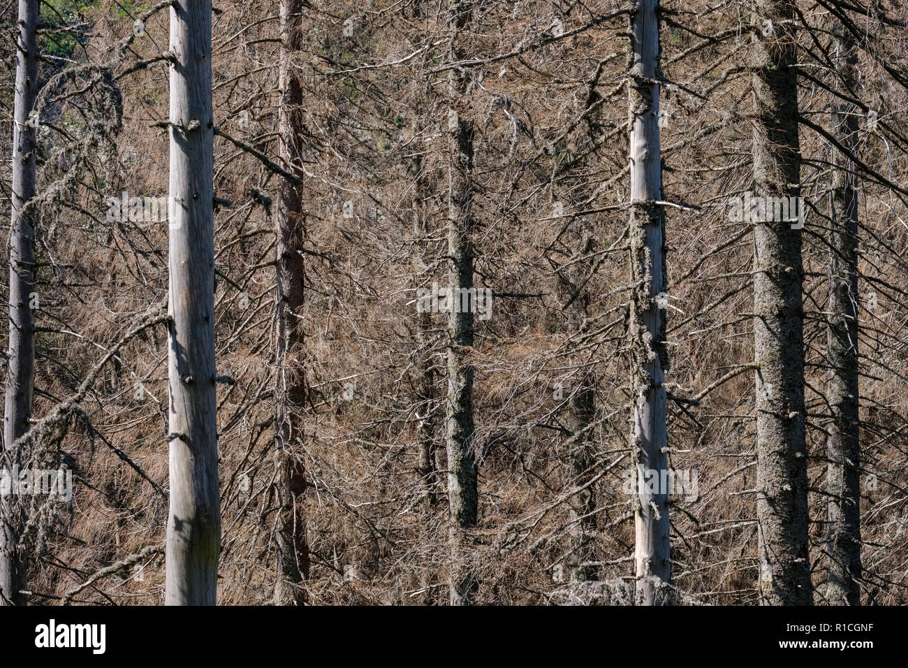 dry wood. tree trunk stomp textured pattern abstract texture of fallen ...