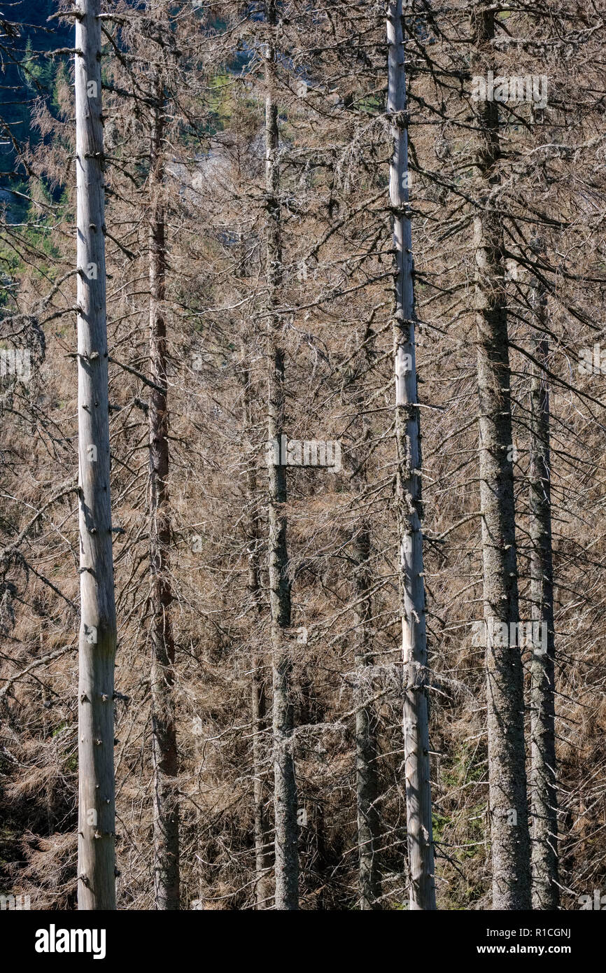 dry wood. tree trunk stomp textured pattern abstract texture of fallen ...