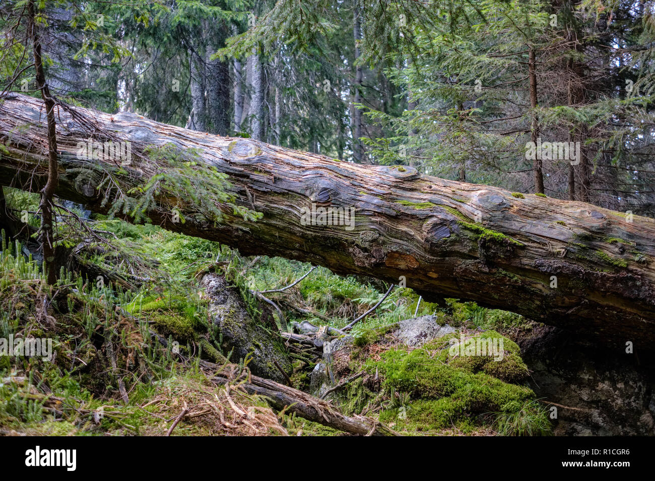 dry wood. tree trunk stomp textured pattern abstract texture of fallen ...