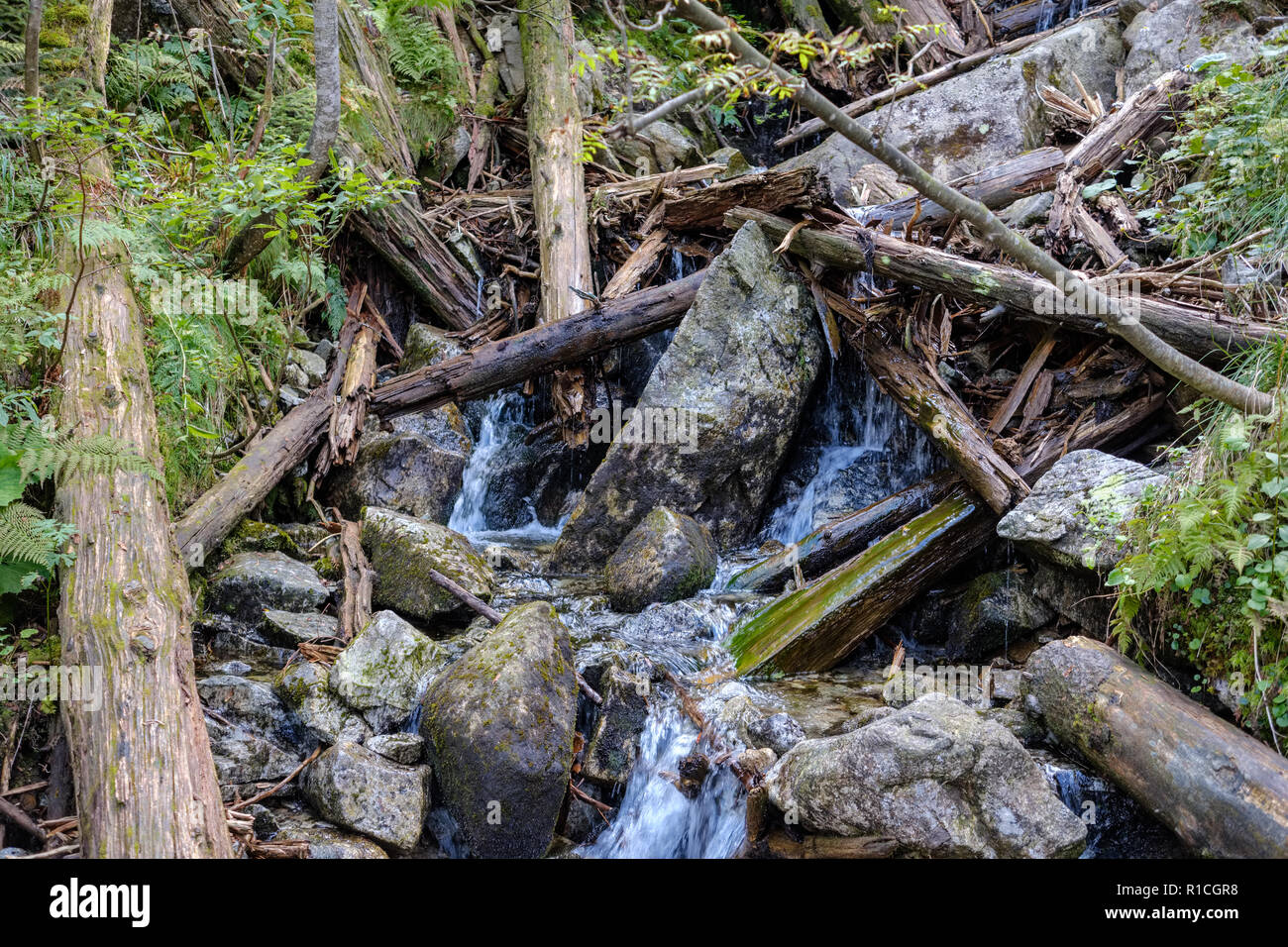 dry wood. tree trunk stomp textured pattern abstract texture of fallen ...