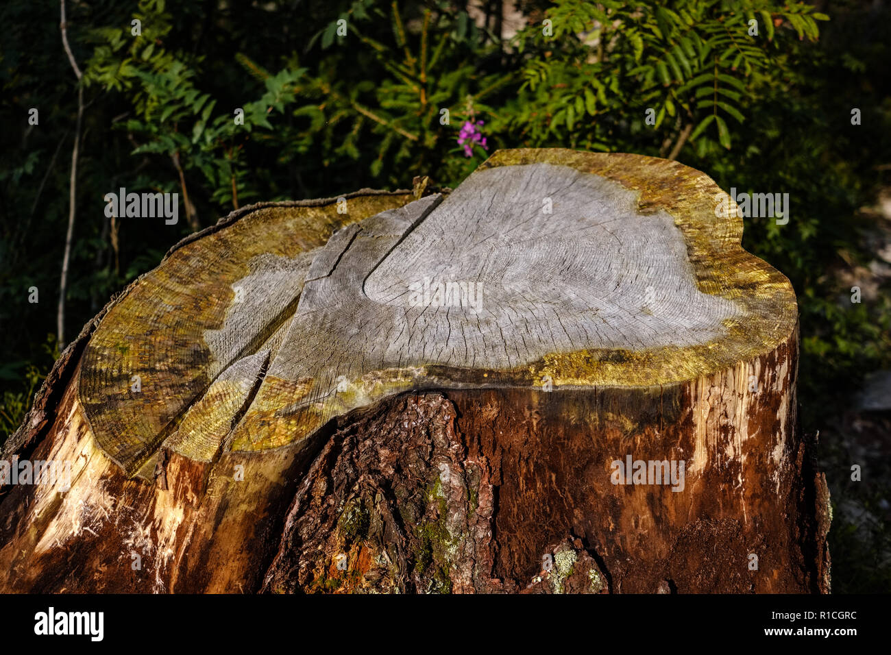 dry wood. tree trunk stomp textured pattern abstract texture of fallen ...