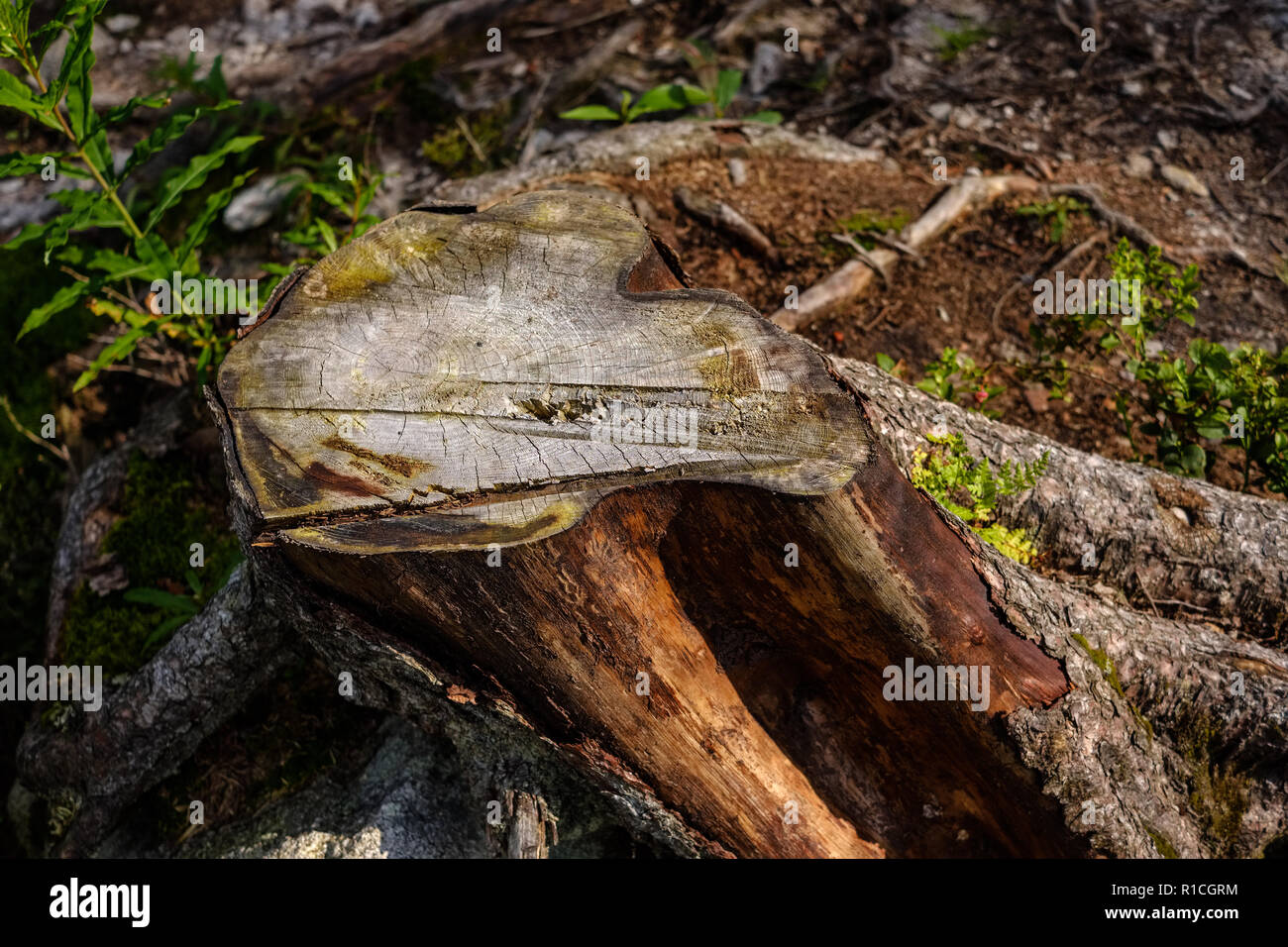 dry wood. tree trunk stomp textured pattern abstract texture of fallen ...