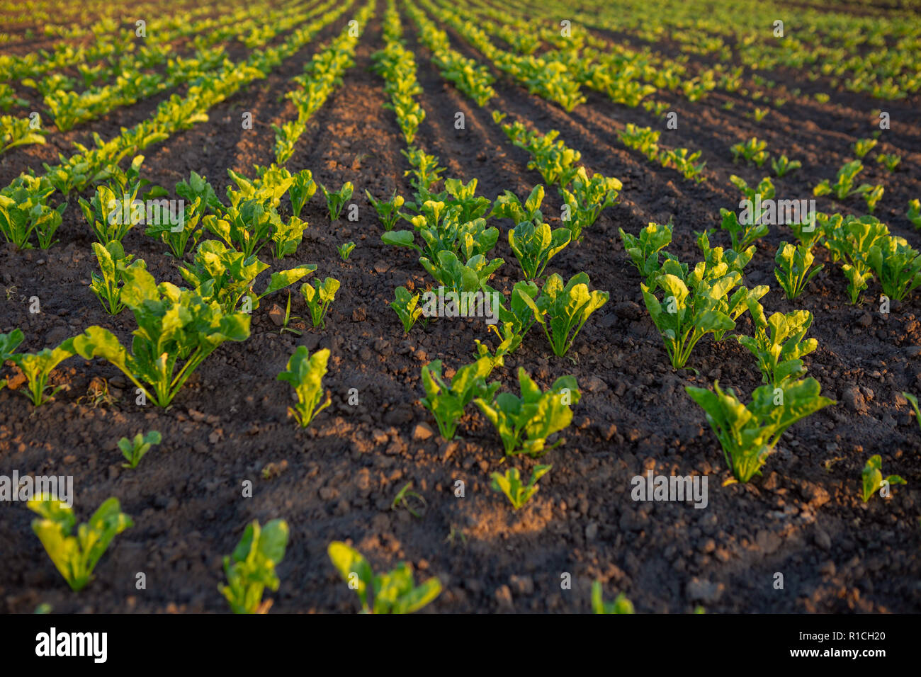 Field with young beetroots plant Stock Photo - Alamy