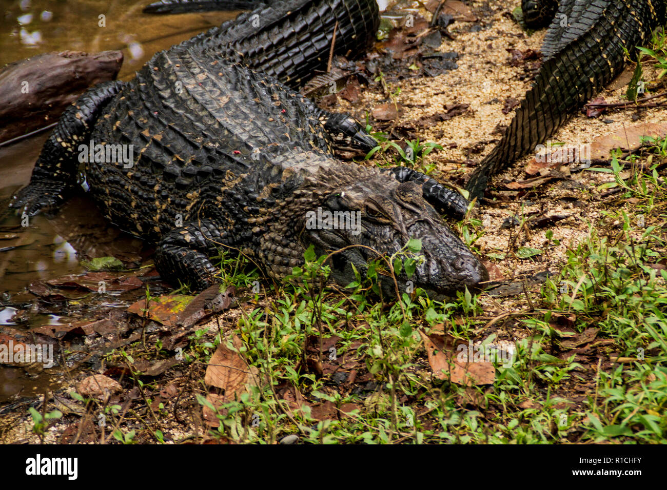 Aligator detail hi-res stock photography and images - Alamy