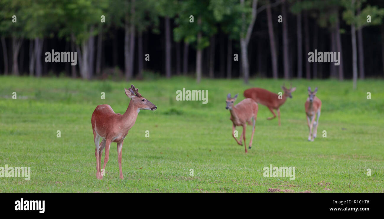 Whitetail deer buck waiting for the rest of the herd to catch up Stock ...