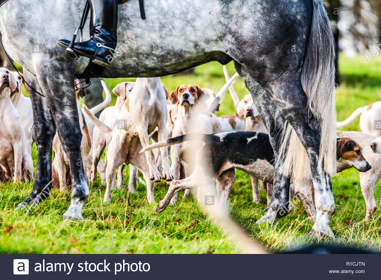 Woodland Animals High Resolution Stock Photography and Images - Alamy