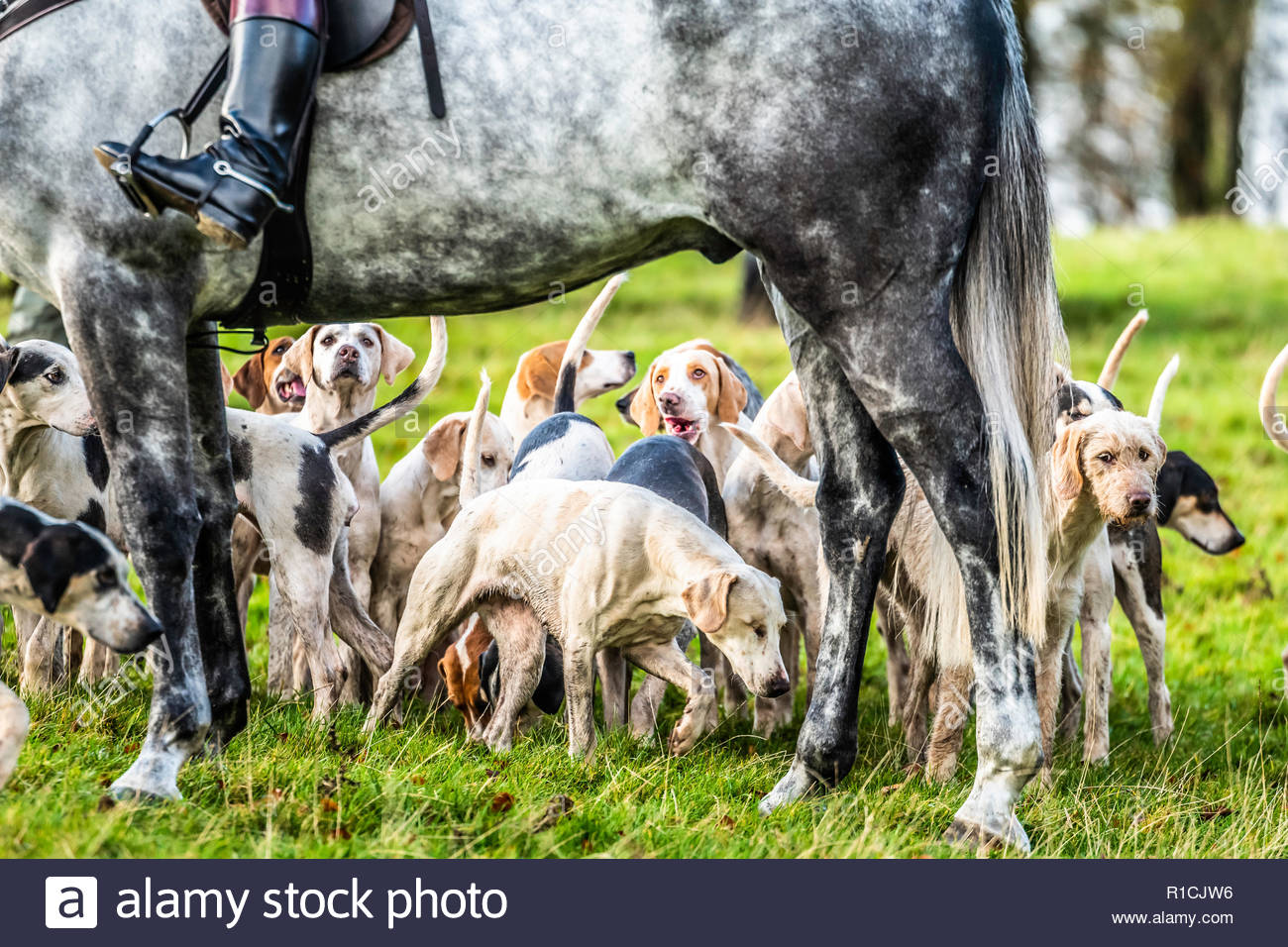 Woodland Animals High Resolution Stock Photography and Images - Alamy