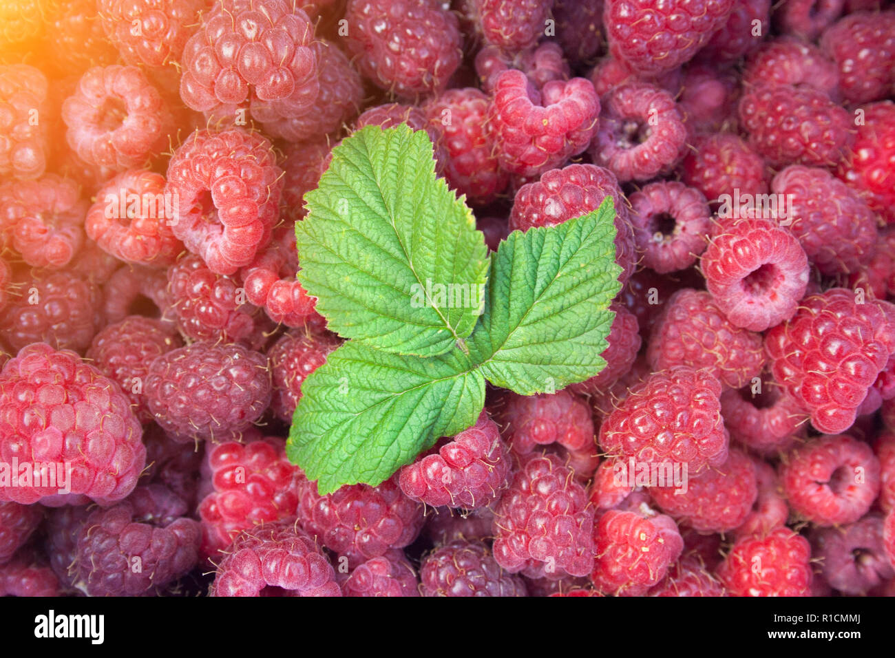 Green leaf of raspberry on heap of raspberries Stock Photo - Alamy