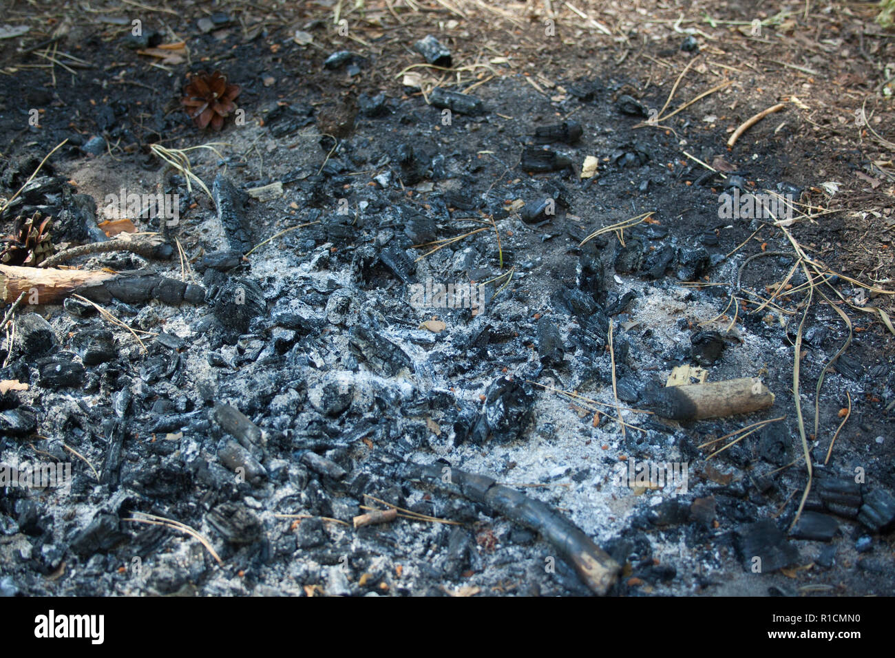 A bunch of ashes after the fire. Charcoal in the forest Stock Photo - Alamy