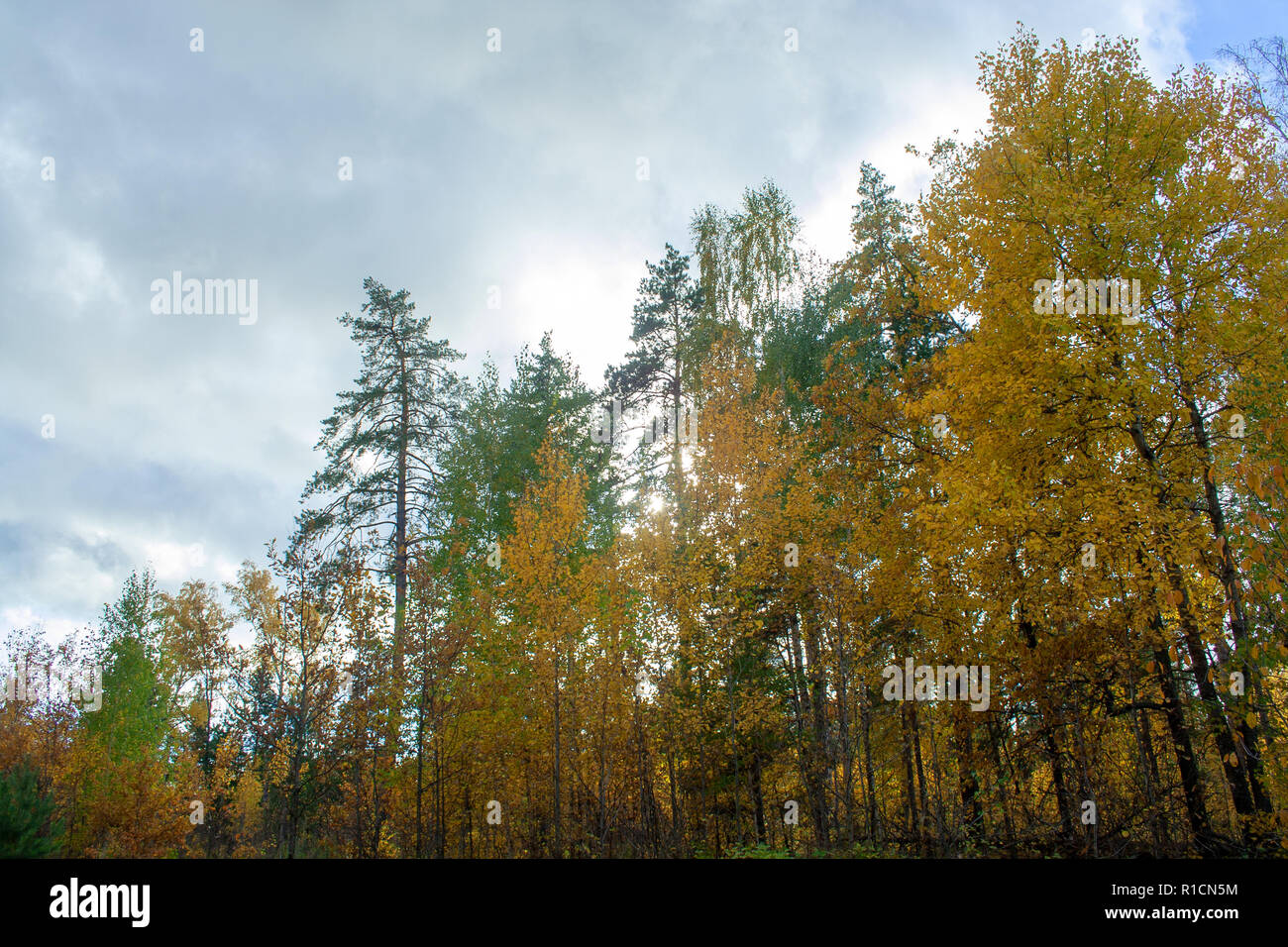 Golden autumn forest at sunny day. Beautiful forest at october Stock ...