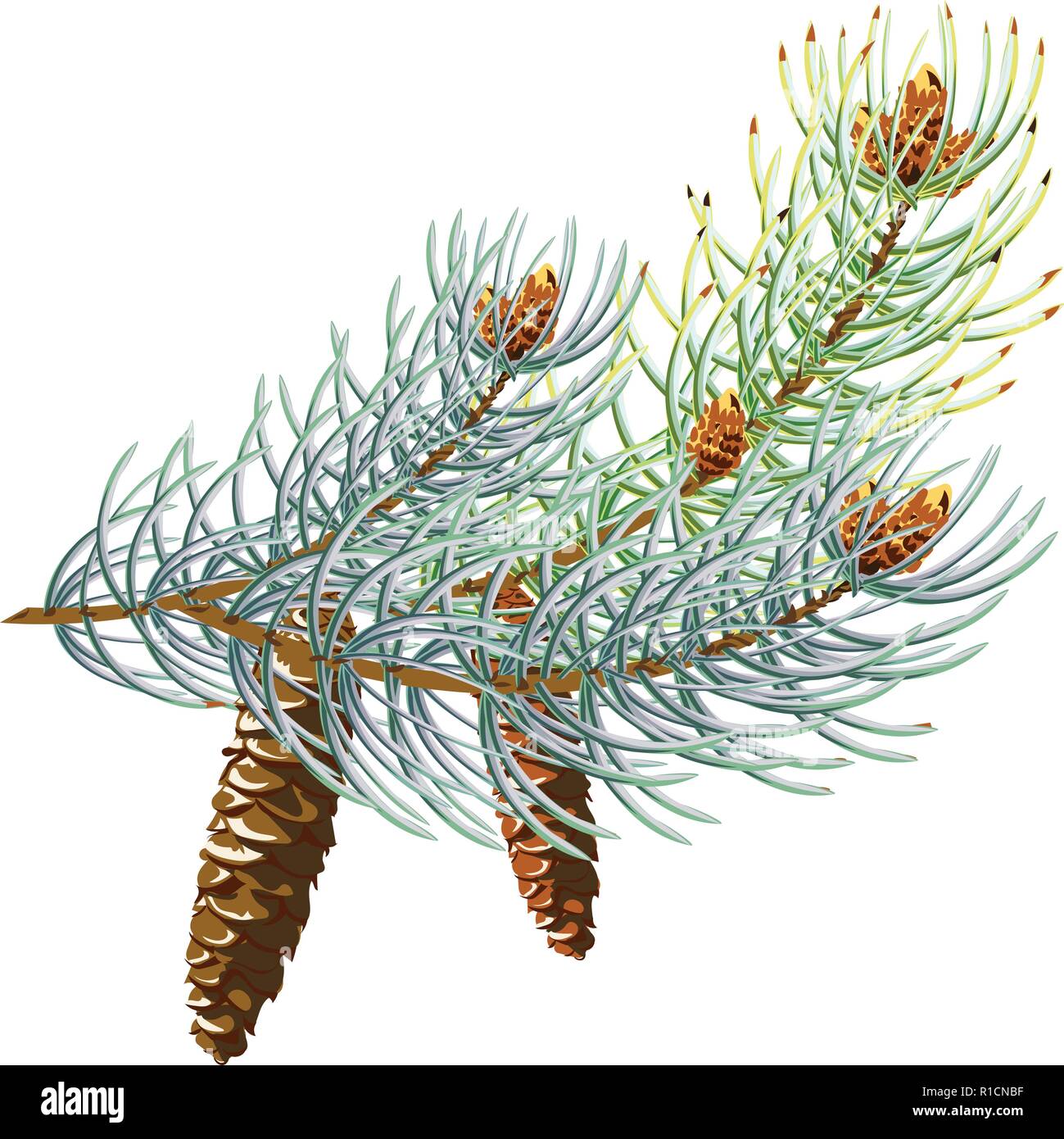 Spruce cone Stock Vector Images - Alamy