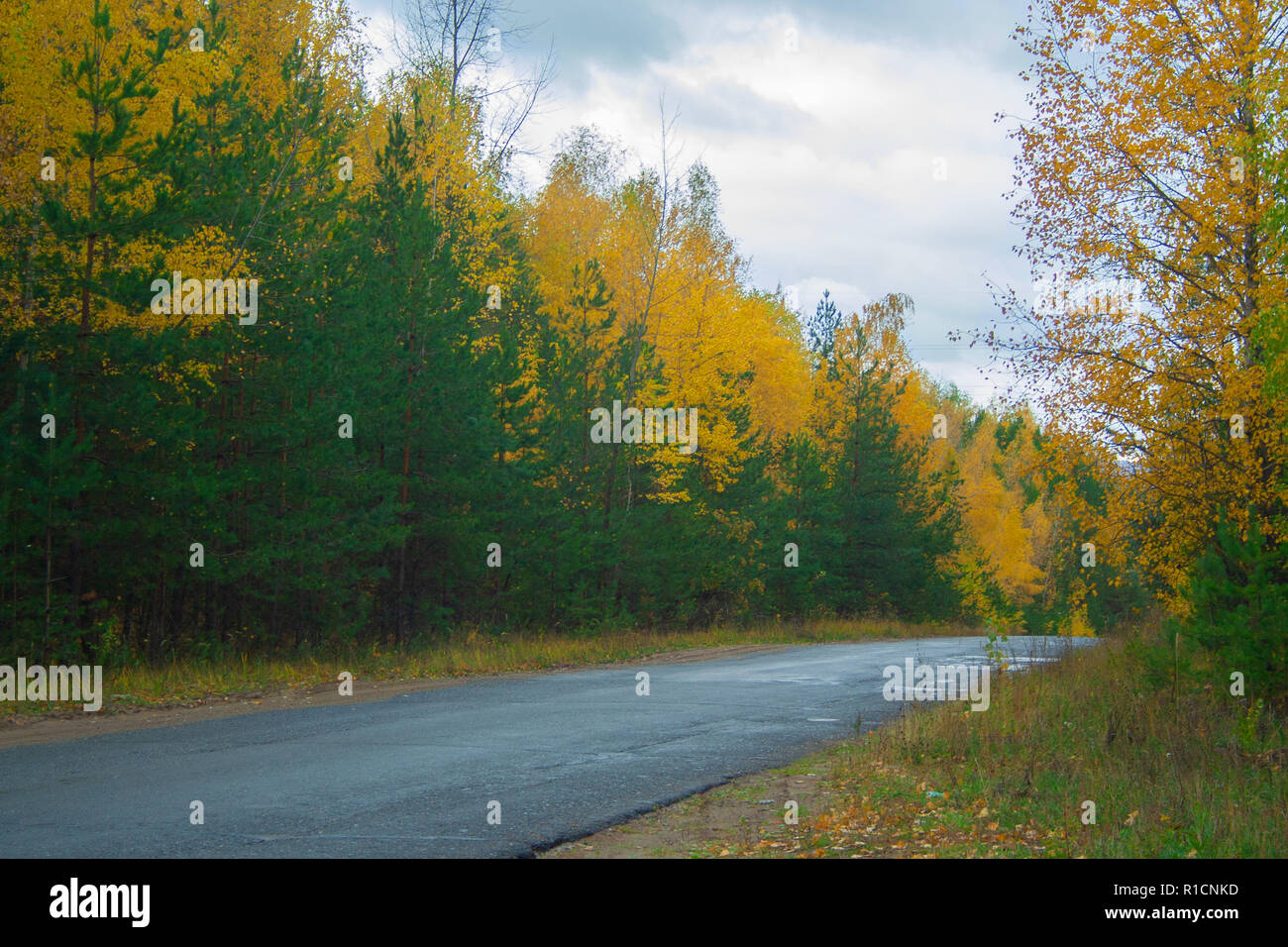 Road at autumn landscape. Road surrounded by yellow and green trees ...