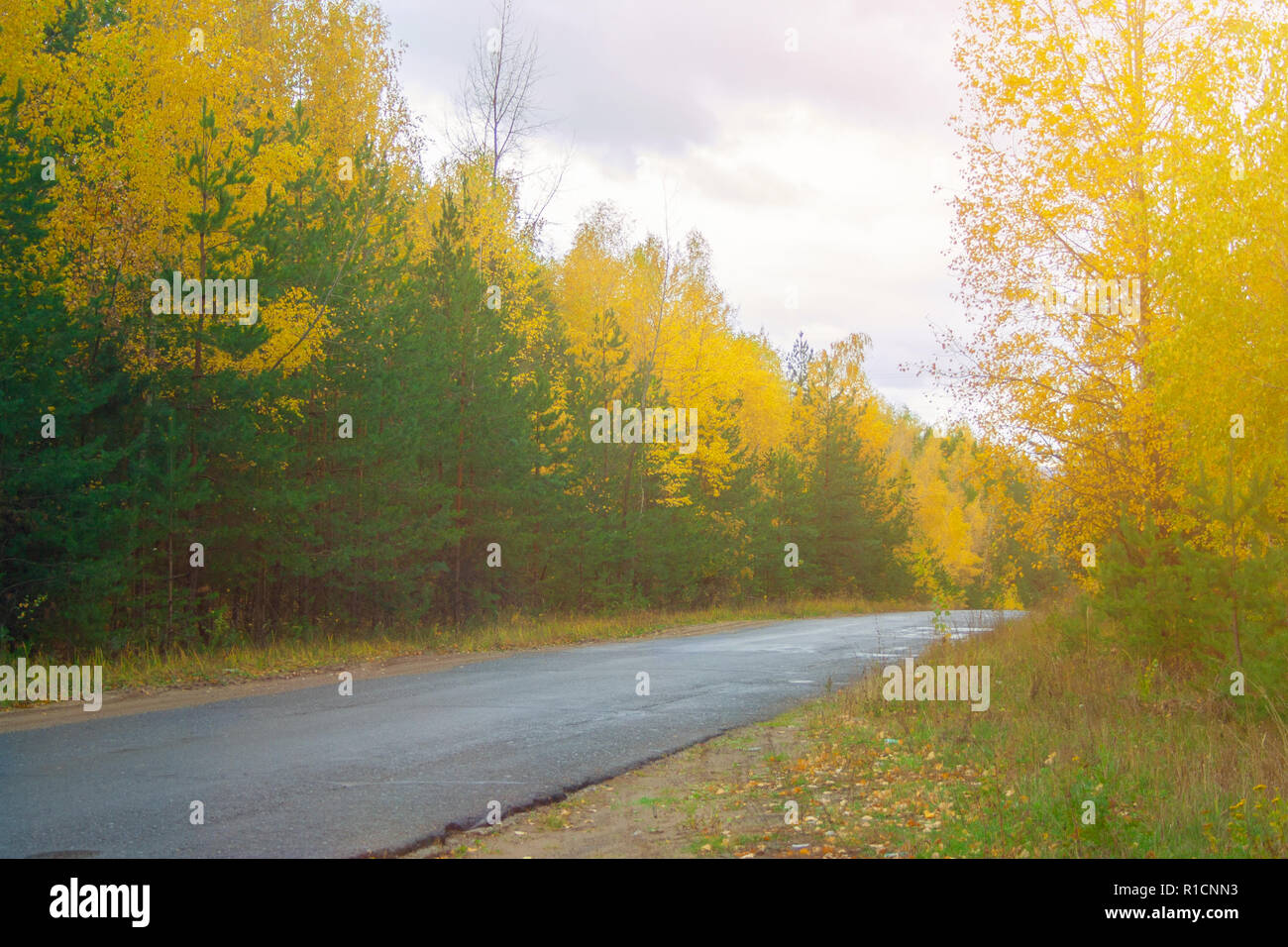 Road at autumn landscape. Road surrounded by yellow and green trees ...
