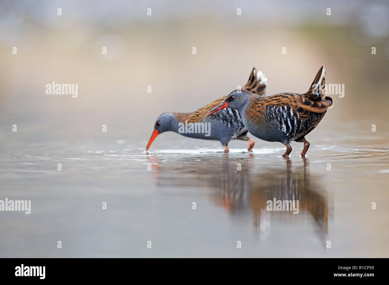 Bird water rail pair hi-res stock photography and images - Alamy
