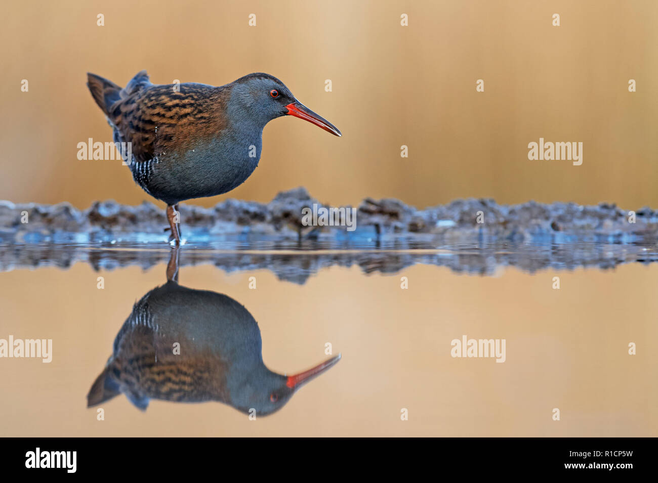 Water Rail (Rallus aquaticus) UK Stock Photo - Alamy