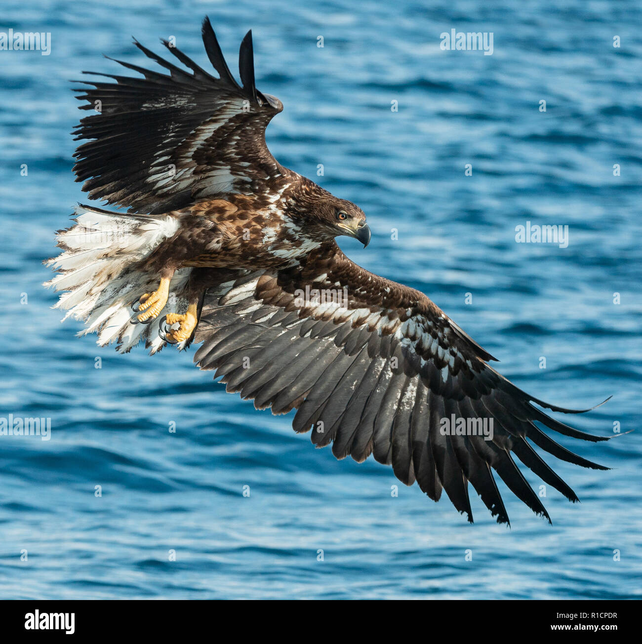 Fishing White-tailed eagle. Juvenile bird. Blue Ocean background ...