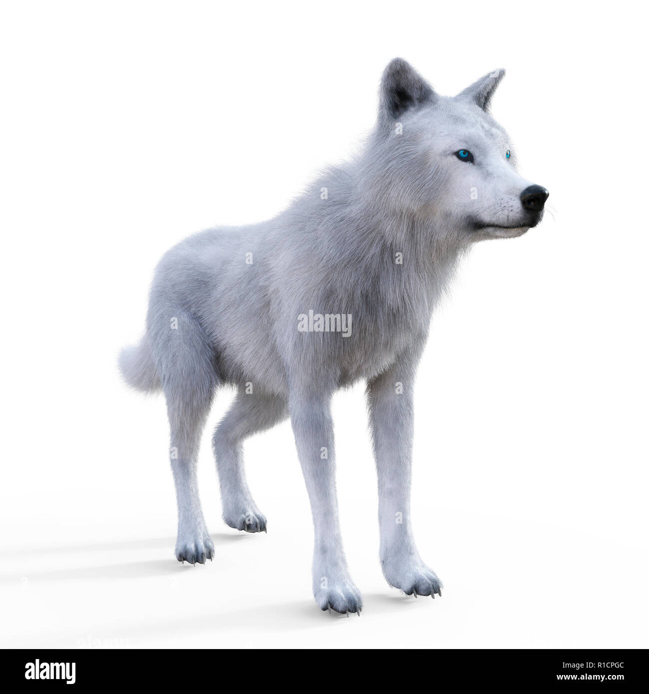 Black timber wolf Cut Out Stock Images & Pictures - Alamy