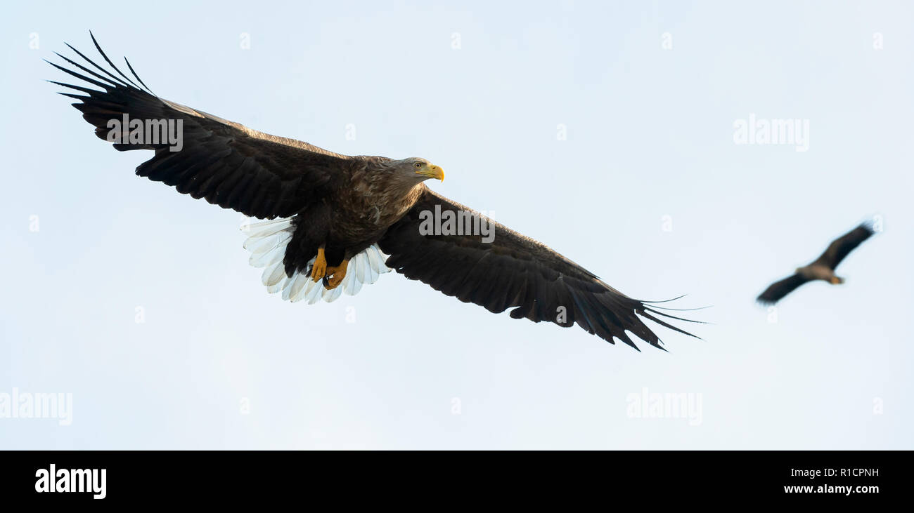 Adult White-tailed eagle in flight. Sky background. Scientific name ...